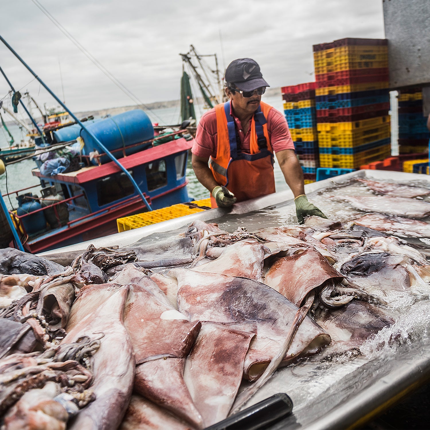 Contact – Bluefish Perú
