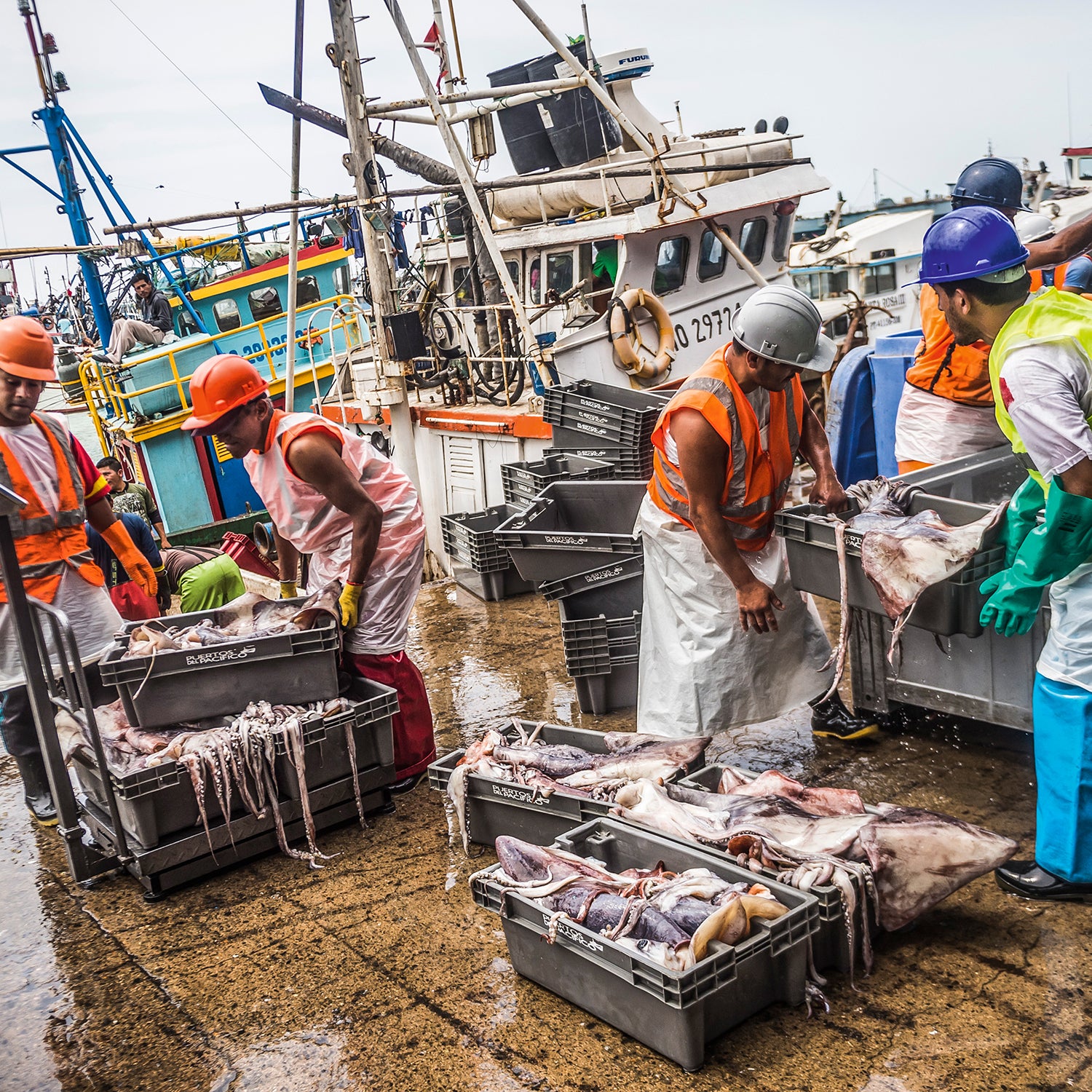 Markets – Bluefish Perú