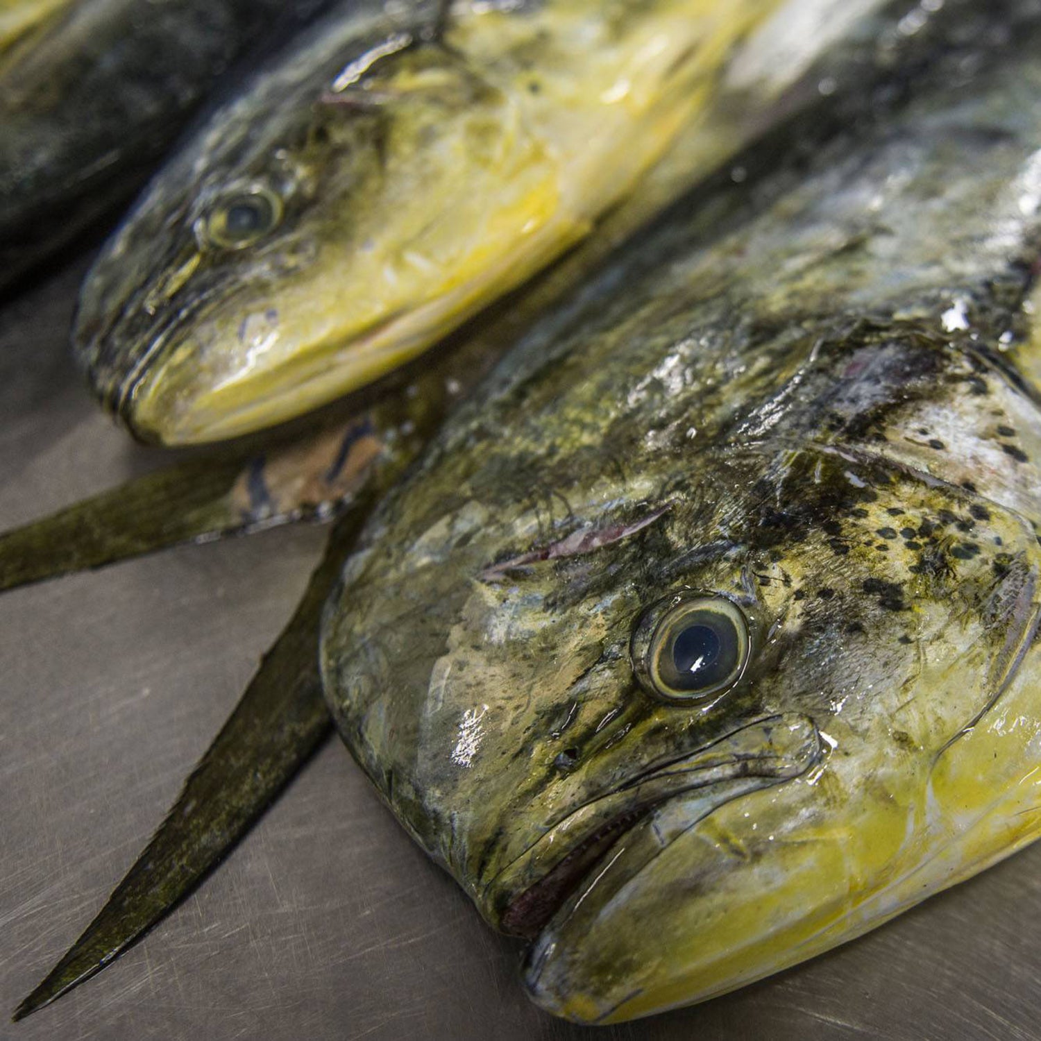 Markets – Bluefish Perú