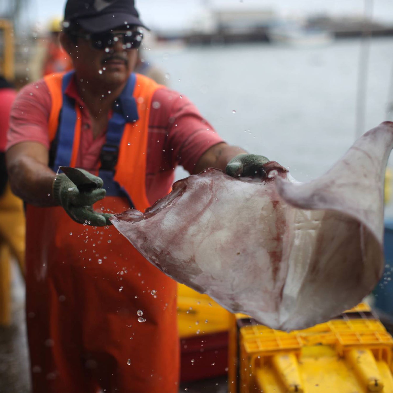 Contact – Bluefish Perú
