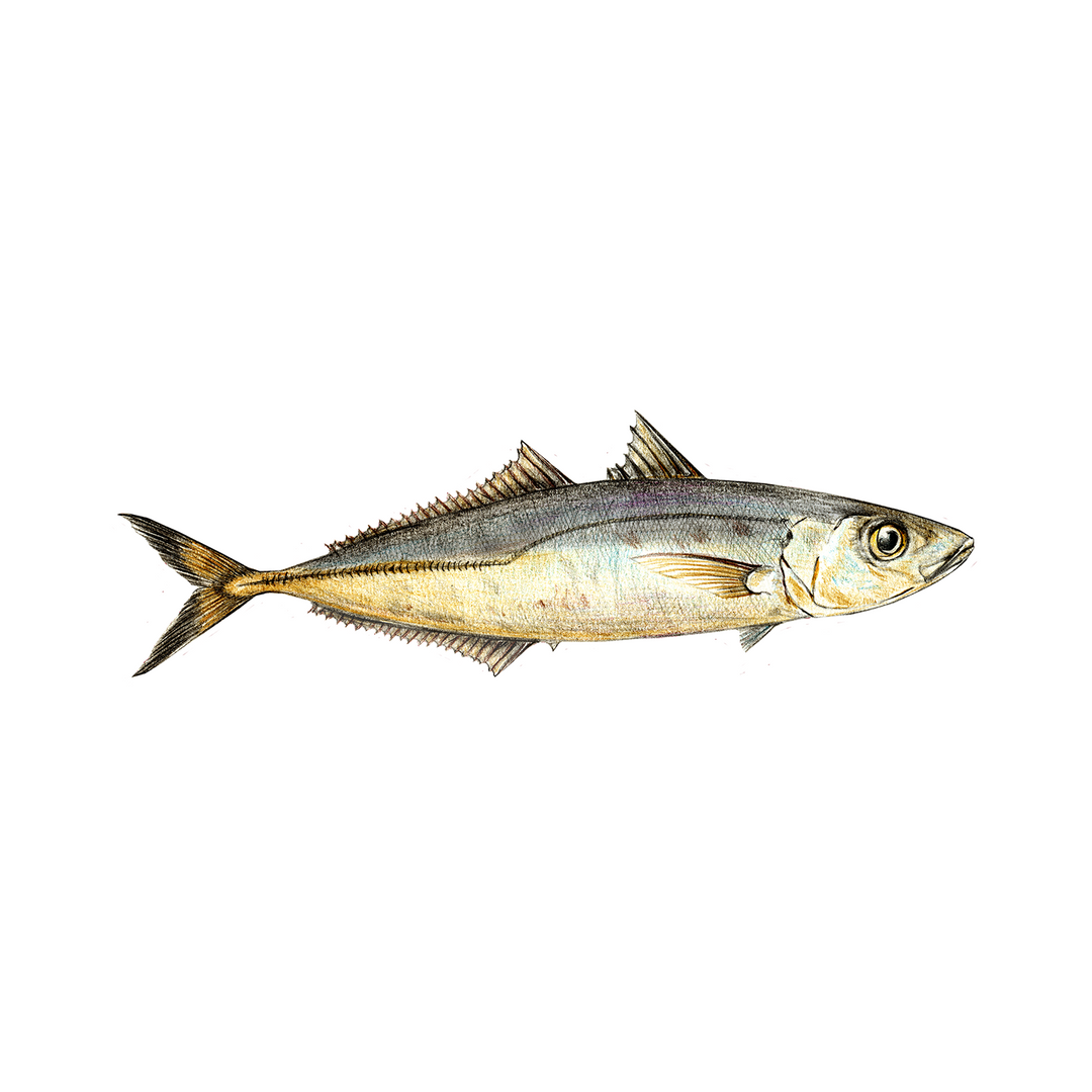 Products – Bluefish Perú