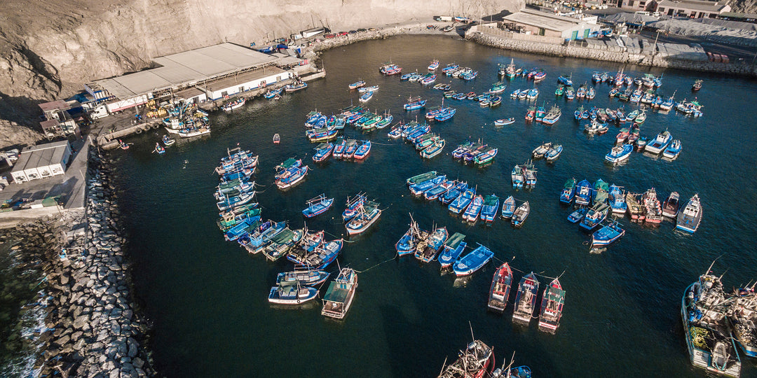 About Us – Bluefish Perú